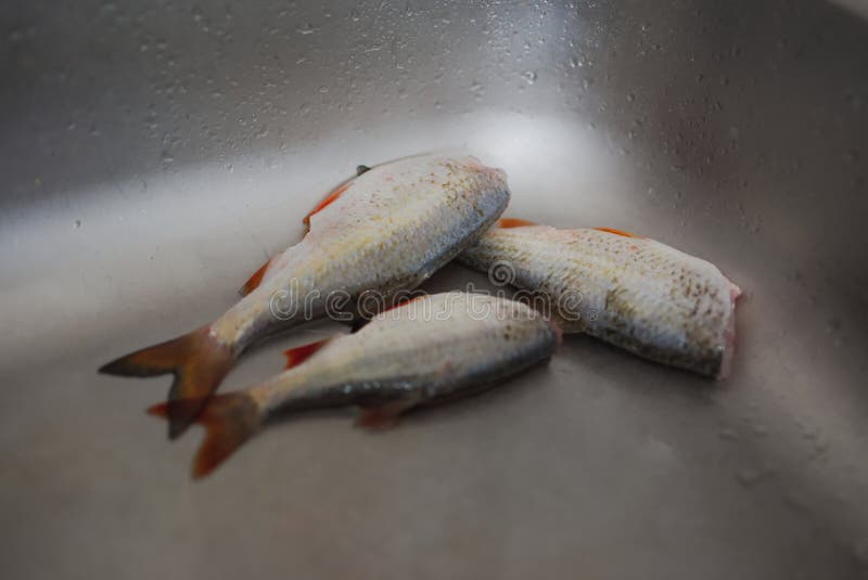 Three Cleaned Fish stock image. Image of freshwater - 100143761