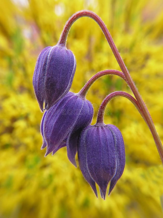 Three clematis buds stock photo. Image of botanic, blue - 223610