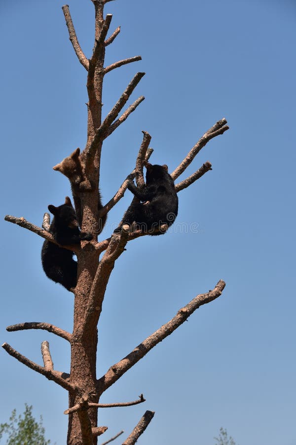 Three Climbing Baby Bears in a Tree Stock Photo - Image of environment ...