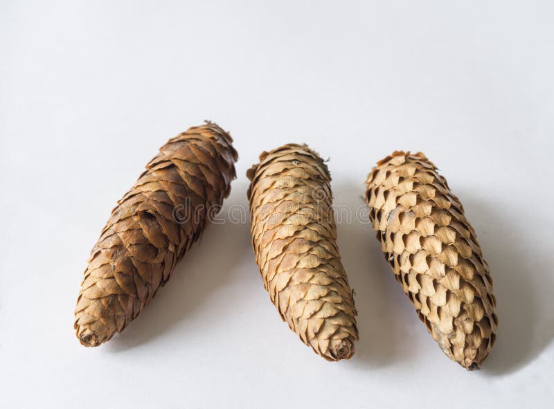 Three Close Up Spruce Tree Cone on White Background Stock Image - Image ...