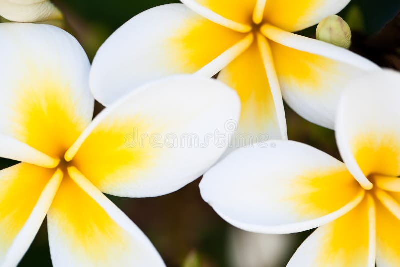 Three close-ups stock image. Image of beauty, design - 28783499