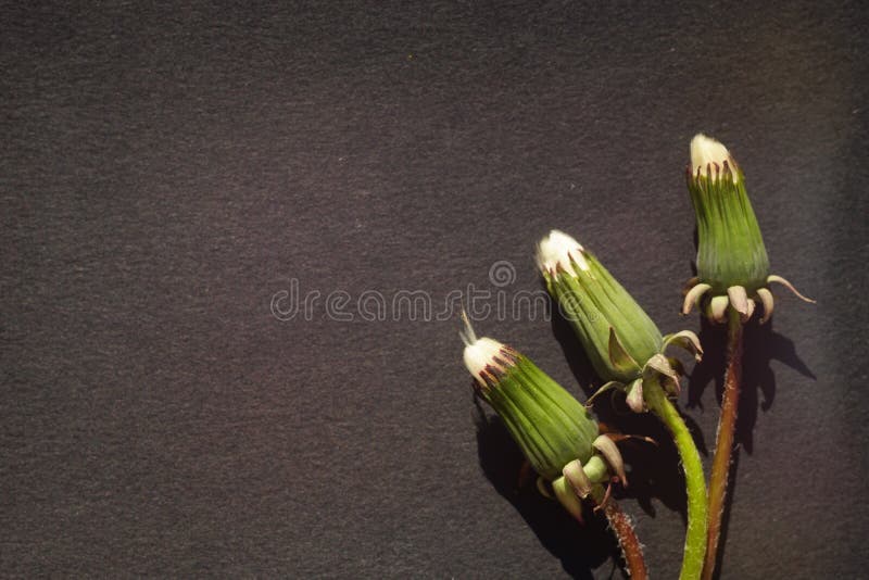 Closed Bud of a Dandelion. Dandelion White Flowers with Green Blur ...