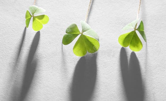 Three clover stock image. Image of path, patrick, pick - 1938335