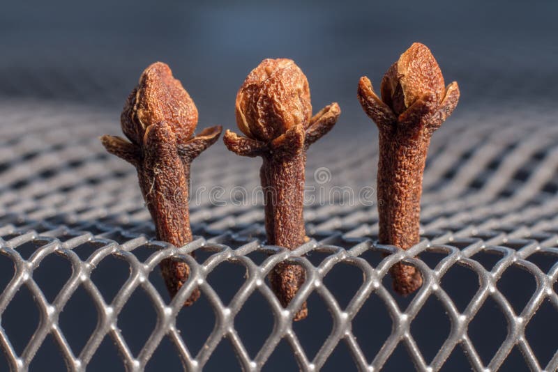 Three Cloves (Syzygium Aromaticum) Stock Image - Image of natural ...