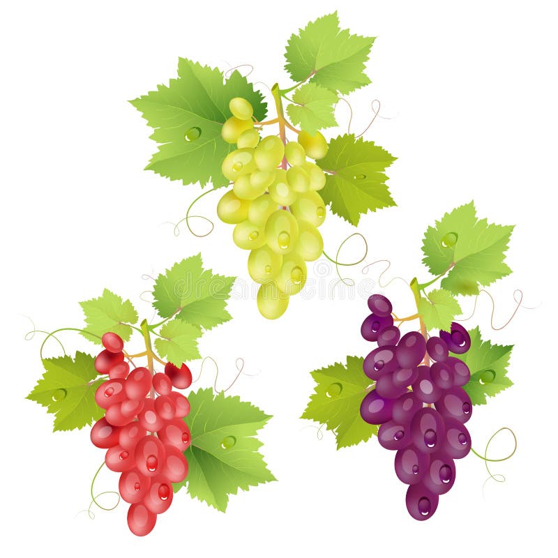 Three cluster of grapes stock illustration. Illustration of draw - 25841457