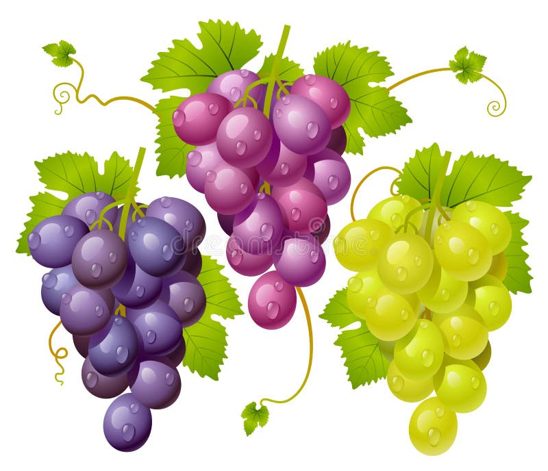 Grapes with Leaves stock vector. Illustration of drink - 6022617