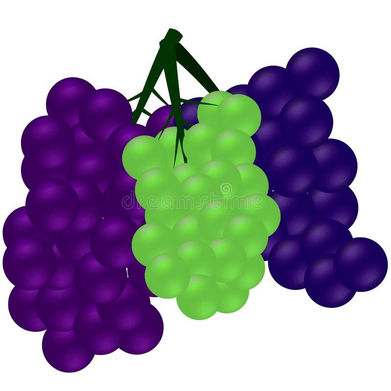 Three cluster of grapes stock vector. Illustration of paper - 9352442 Three cluster of grapes stock vector. Illustration of paper - 9352442