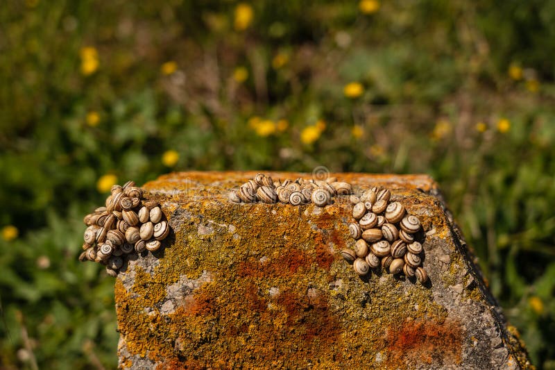 Three Clusters of Tiny Snails on a Stone Stock Photo - Image of helix ...