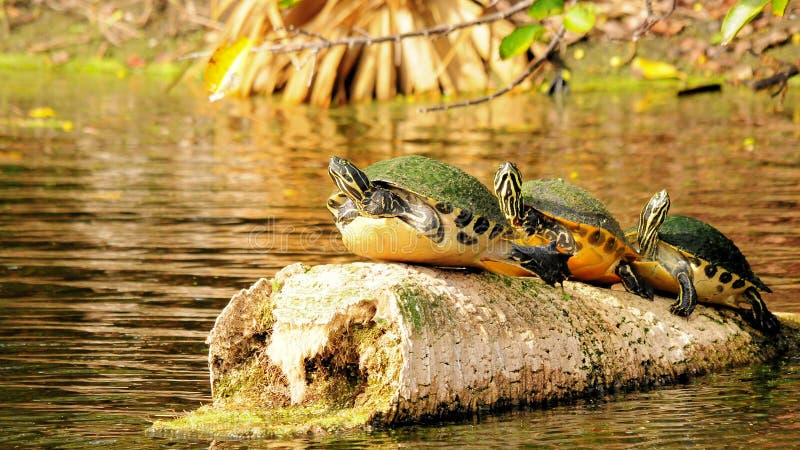 Three Coastal Turtles stock image. Image of gardens, wetlands - 23542677