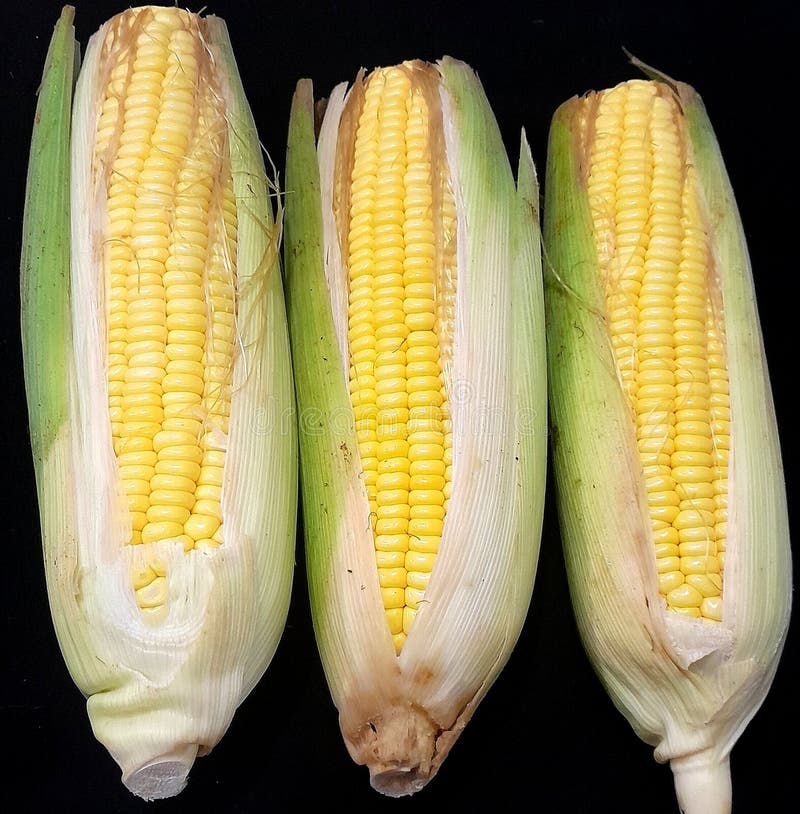 Three Cobs of Yellow Corn, with Their Light Green Husks Partially ...