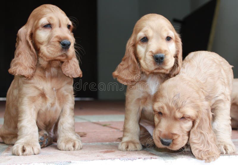 Three Cocker Spaniel Puppies Stock Photo - Image of ears, animal: 10343928