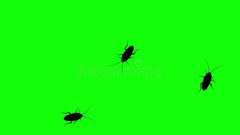 Three Cockroach on Green Screen, CG Animated Silhouettes, Seamless Loop ...