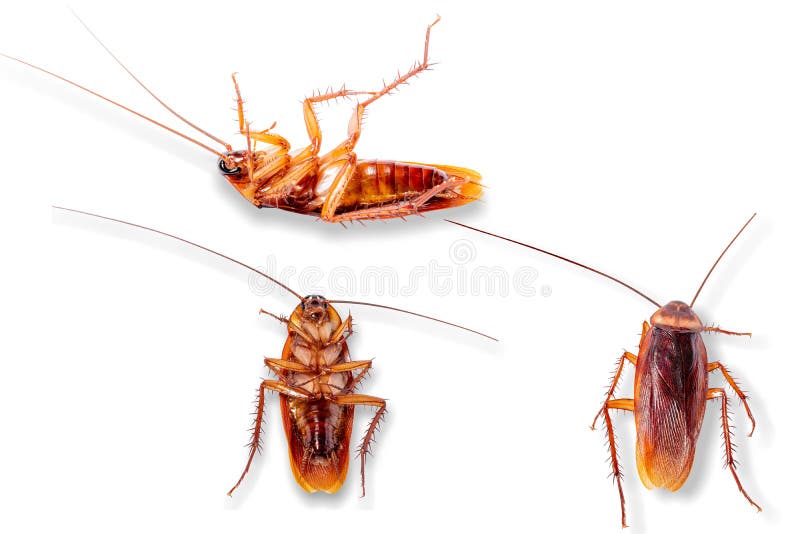 Three Cockroaches On The Computer Microcircuits. Concept Of Com Stock ...