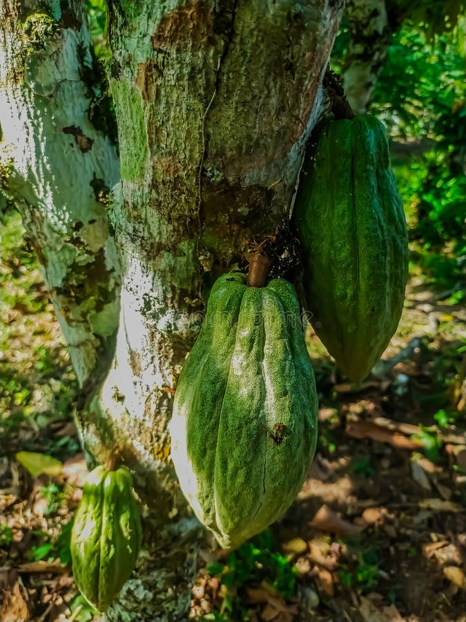 Three Cocoa Fruits Growing on the Trunk with Different Fruit Sizes ...