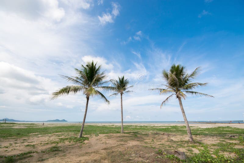 Three Coconut Palm Tree on the Beach Stock Photo - Image of tropical ...