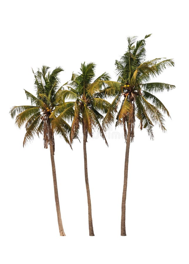 Coconut Tree. Isolated on White Background with a High Resolution ...