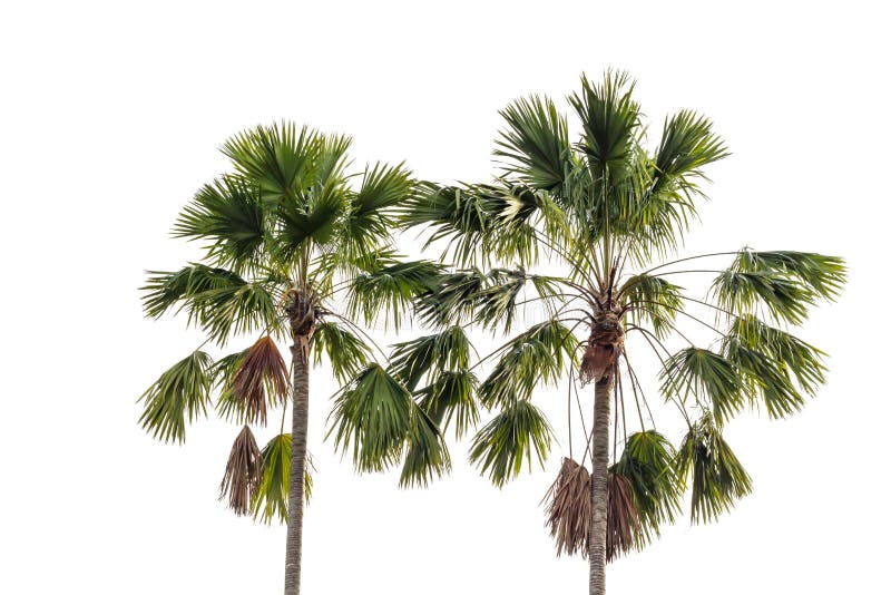 Three Coconut Trees stock image. Image of three, relaxing - 26310785