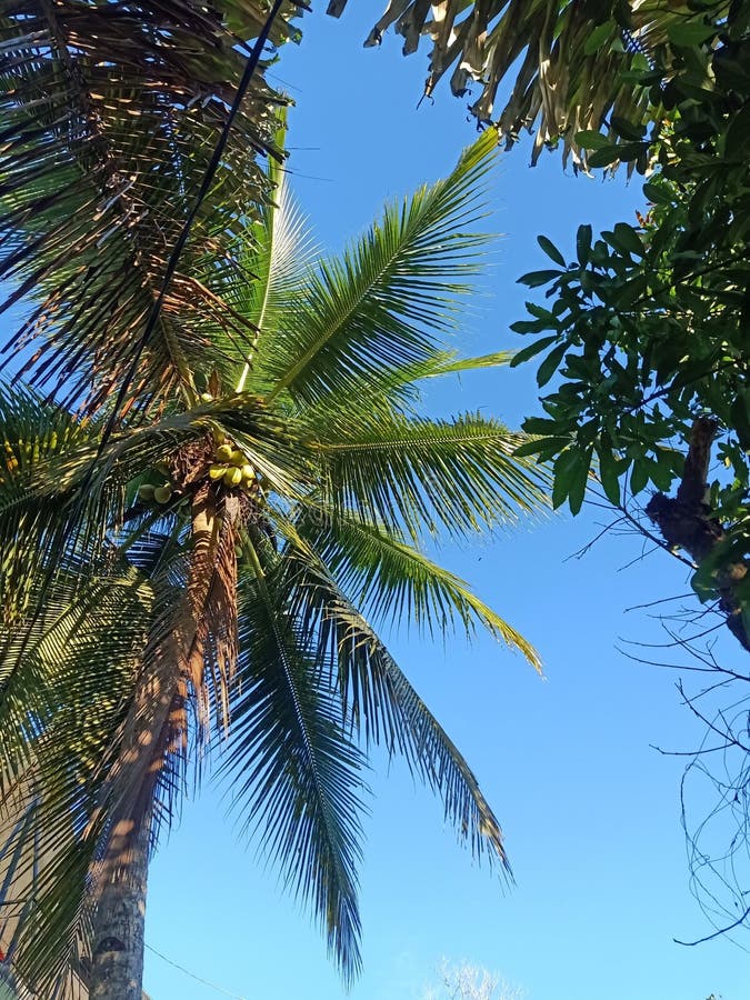 Three Coconut and Sky Indonesia and Twig Stock Photo - Image of coconut ...