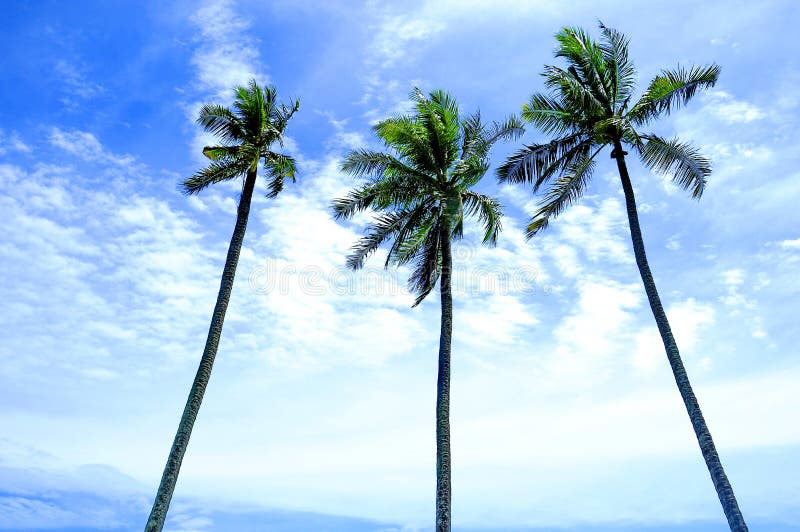 1,032 Three Coconut Tree Stock Photos - Free & Royalty-Free Stock ...