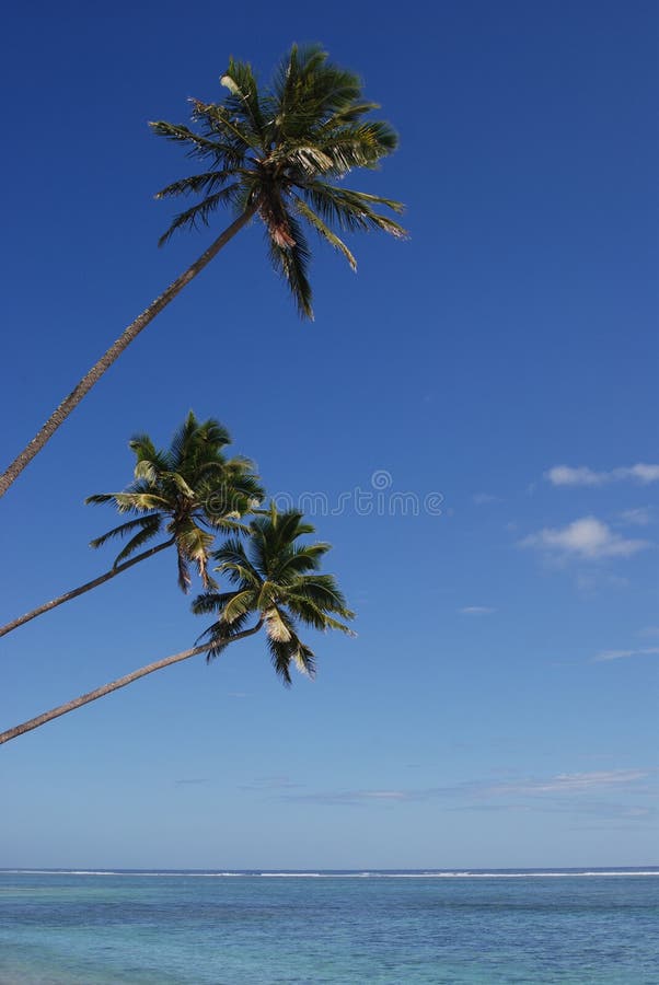 Three Coconut Trees stock image. Image of three, relaxing - 26310785