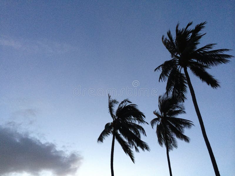 Three coconut trees stock photo. Image of coconut, trees - 43111288