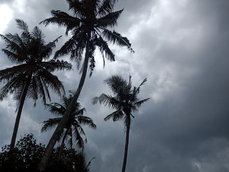 Three Coconut Trees stock image. Image of three, relaxing - 26310785