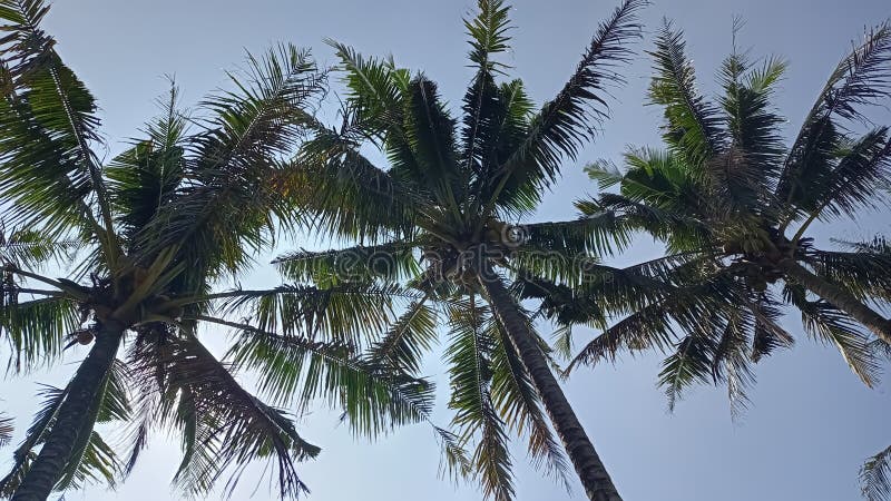 Three coconut trees stock image. Image of tropics, coconut - 284132785