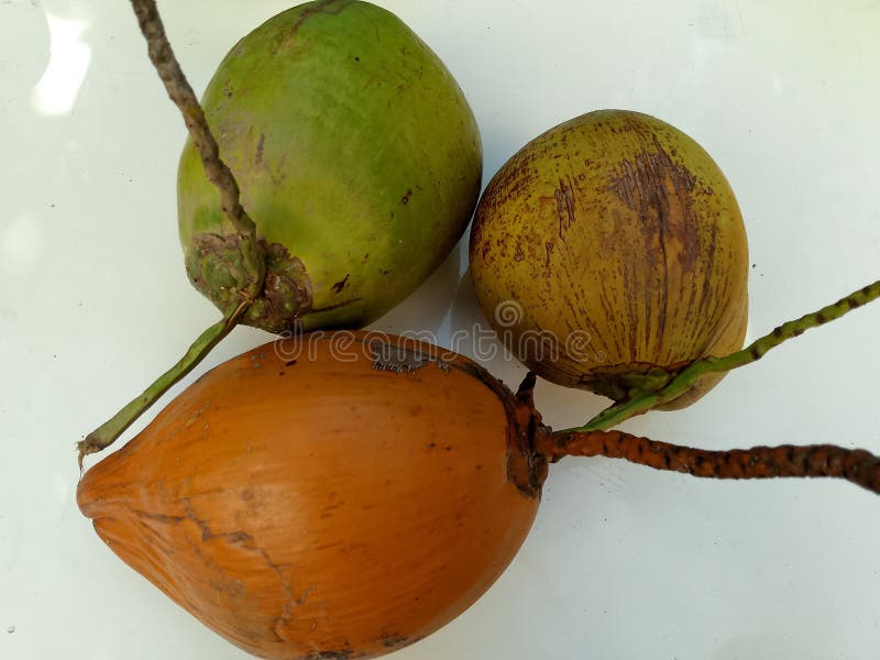 Three Coconuts with Different Colors, Brick Red, Green and Greenish ...