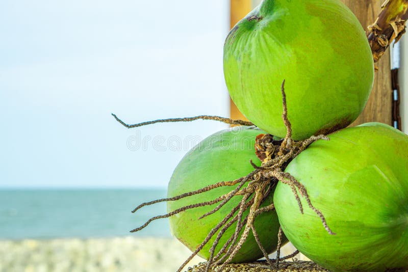 Three coconuts stock photo. Image of idea, fruit, nutrition - 219830074