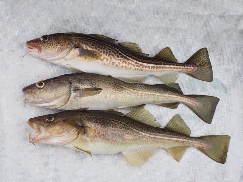 Big codfish stock image. Image of gadus, delicacy, fishing - 35201037