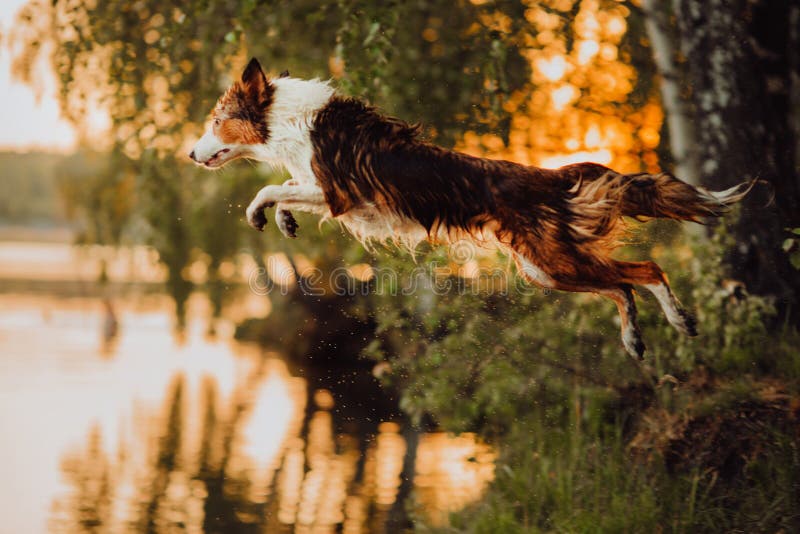Three-color Border Collie Jumps into the Lake at Sunset Stock Image ...