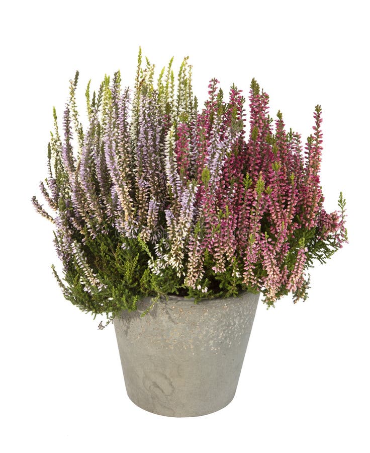 2,343 Background Calluna Color Stock Photos - Free & Royalty-Free Stock ...