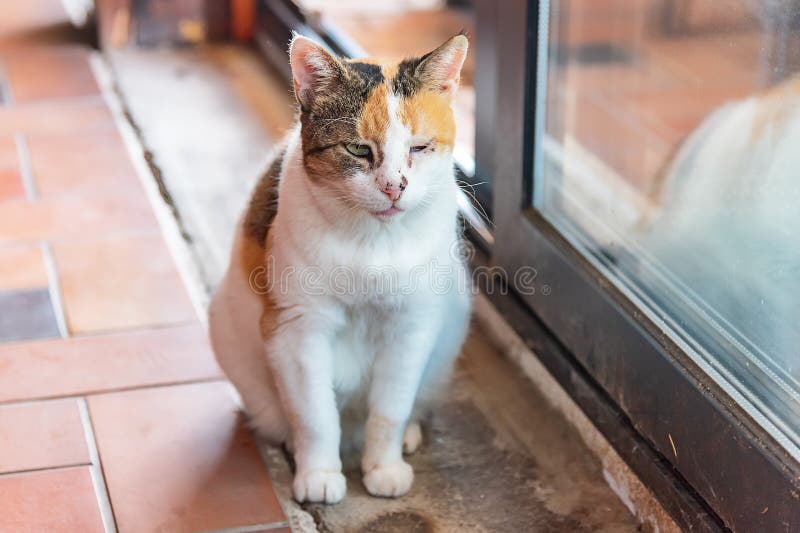 Three Color Cat. Cute Fluffy Cat. Stock Photo - Image of cozy, adorable ...