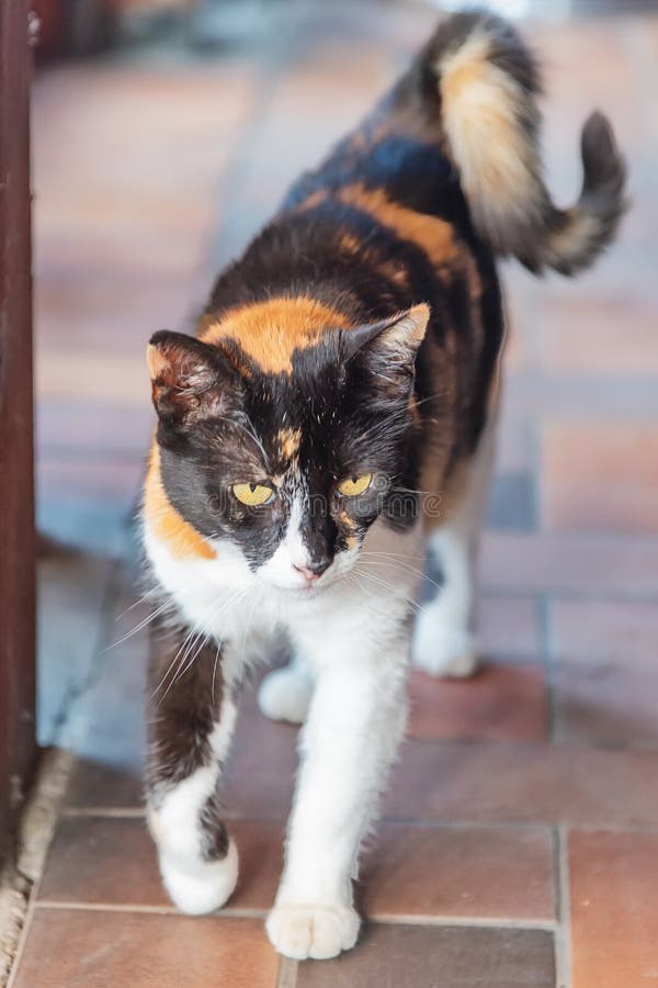 Three Color Cat. Cute Fluffy Cat. Stock Photo - Image of lifestyles ...
