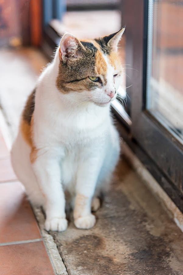 Three Color Cat. Cute Fluffy Cat. Stock Image - Image of condition ...