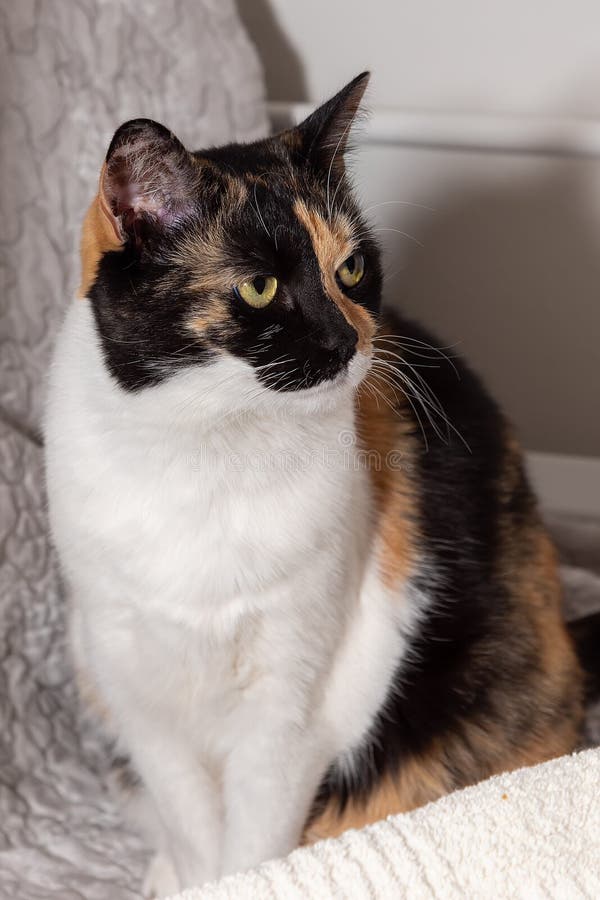 Three Color Cat. Cute Fluffy Cat Stock Image - Image of limb, knitted ...