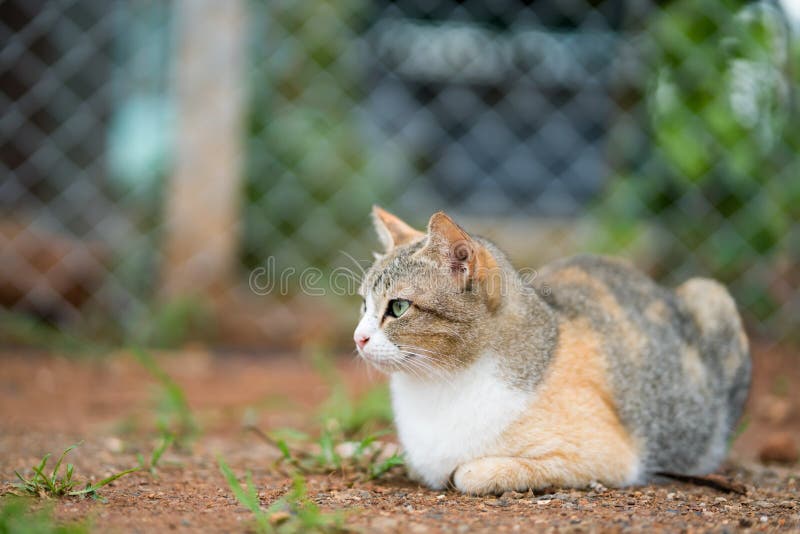 Three color cat stock photo. Image of adorable, color - 92356664