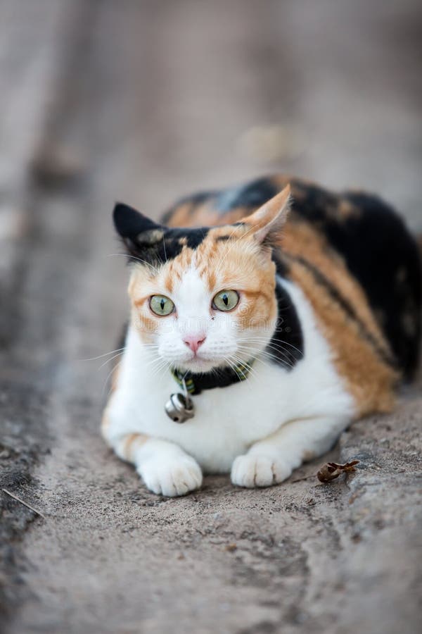Three colored cat closeup stock image. Image of feline - 73478915