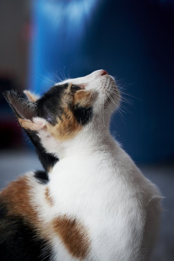 Three-color Cat Relaxing on Marble Ground. Stock Photo - Image of ...