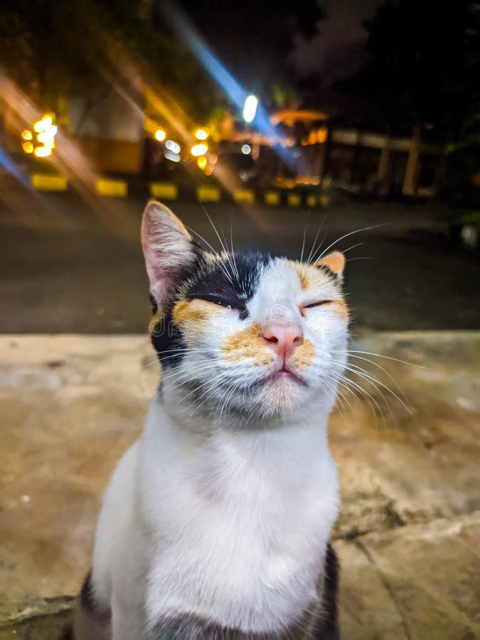 Three Color Cat is Standing 3 Stock Photo - Image of cats, color: 361369976