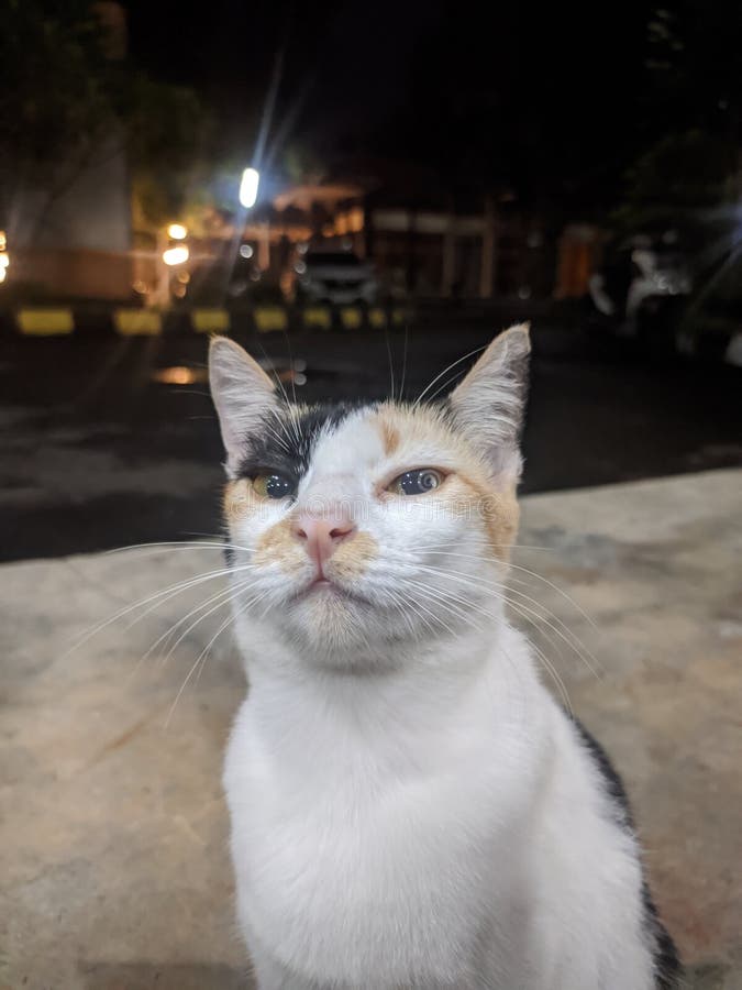 Three Color Cat is Standing Stock Image - Image of colours, beautiful ...