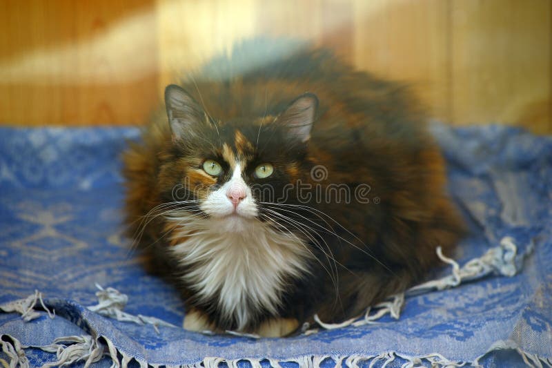 Three-color Fat Cat Close-up Stock Image - Image of european, rest ...