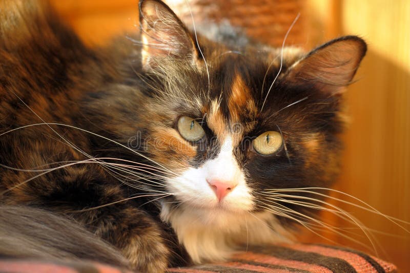 Three-color Fat Cat Close-up Stock Photo - Image of fluffy, nature ...