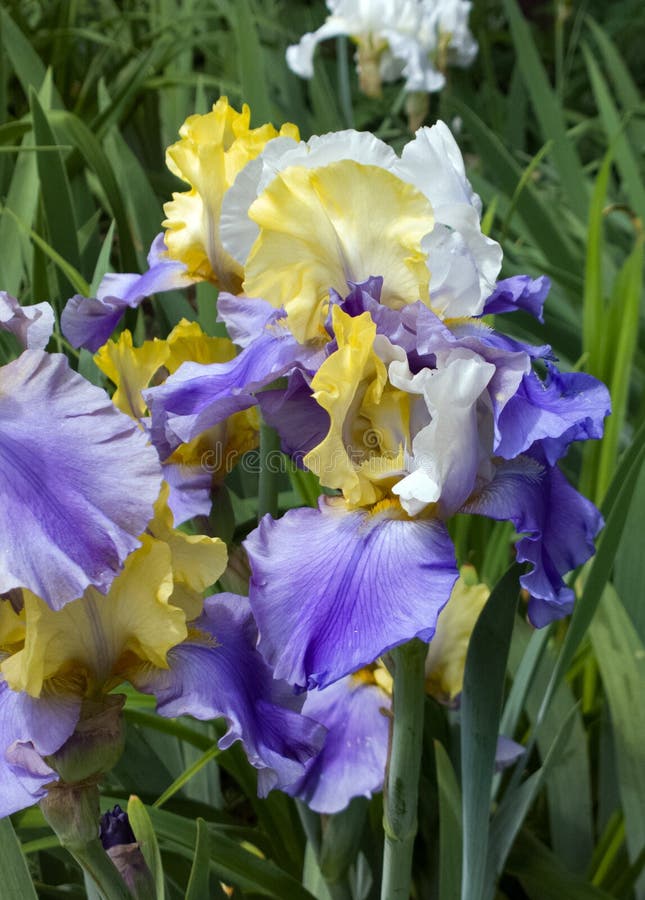 Three Color Iris stock photo. Image of plant, bloom - 278308802