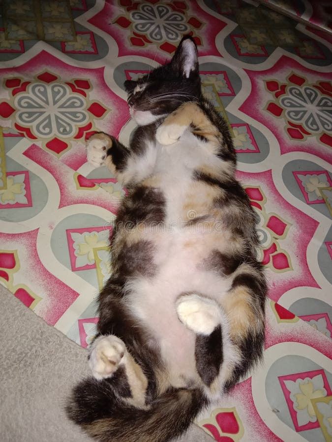 Three Color Local Cat Stock Photos - Free & Royalty-Free Stock Photos ...