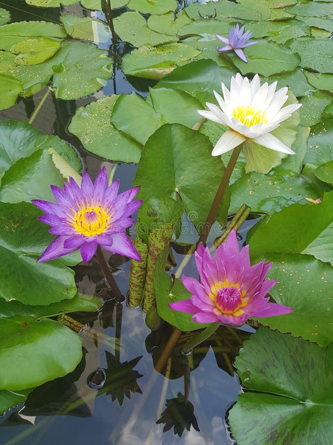 Lotus stock image. Image of color, lotus, three, beautiful - 139709343