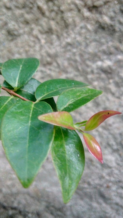 What Color Flower Funeral Stock Photos - Free & Royalty-Free Stock ...