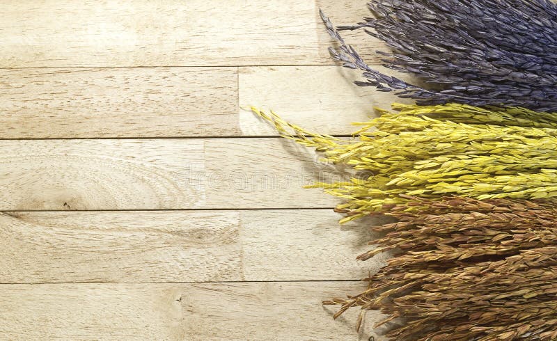 Color rice crop stock photo. Image of green, autumn, farm - 20352846