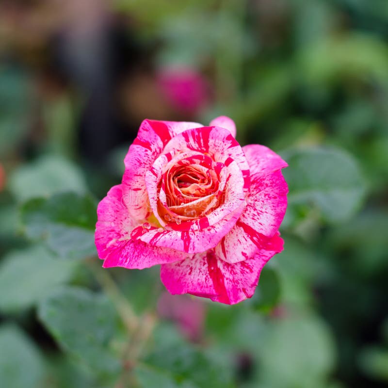 Three color rose stock image. Image of nature, bloom - 58832161