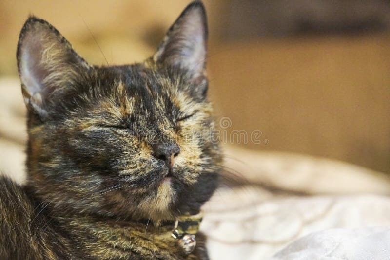 Three-color Spotted Cat Close-up Stock Photo - Image of sweet, mammal ...